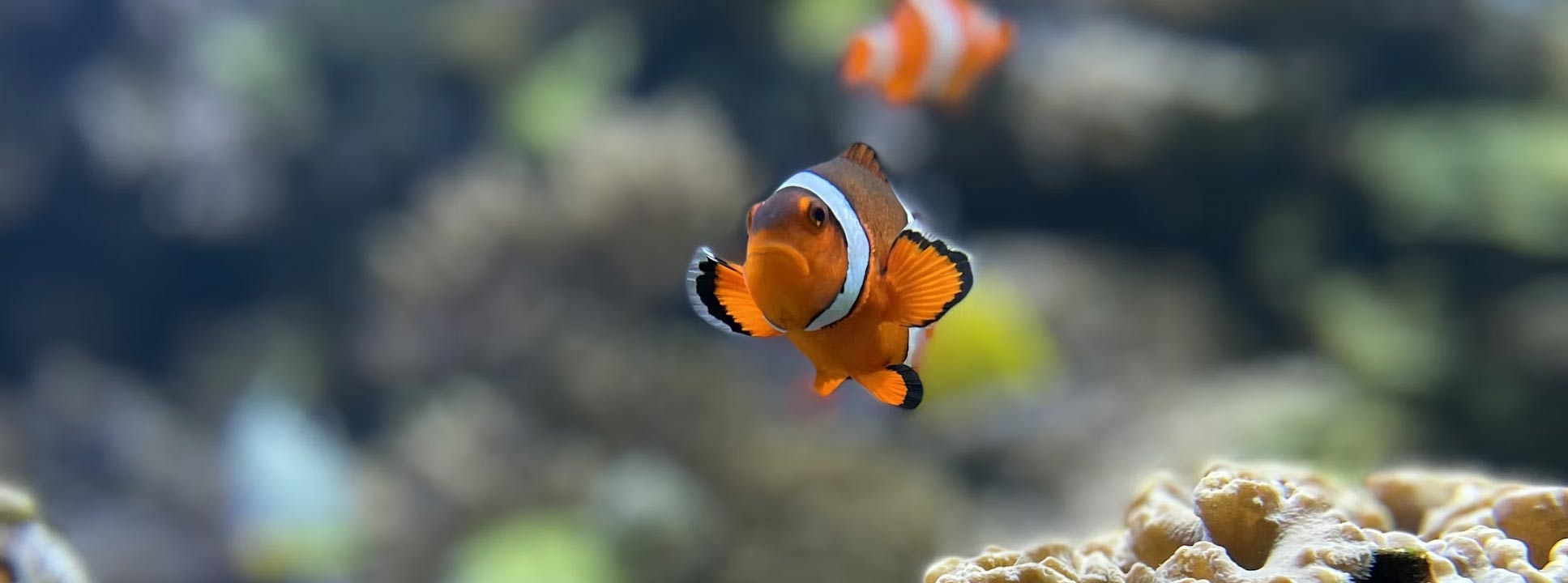 reef-dive-fort-lauderdale | Sea Experience South Florida